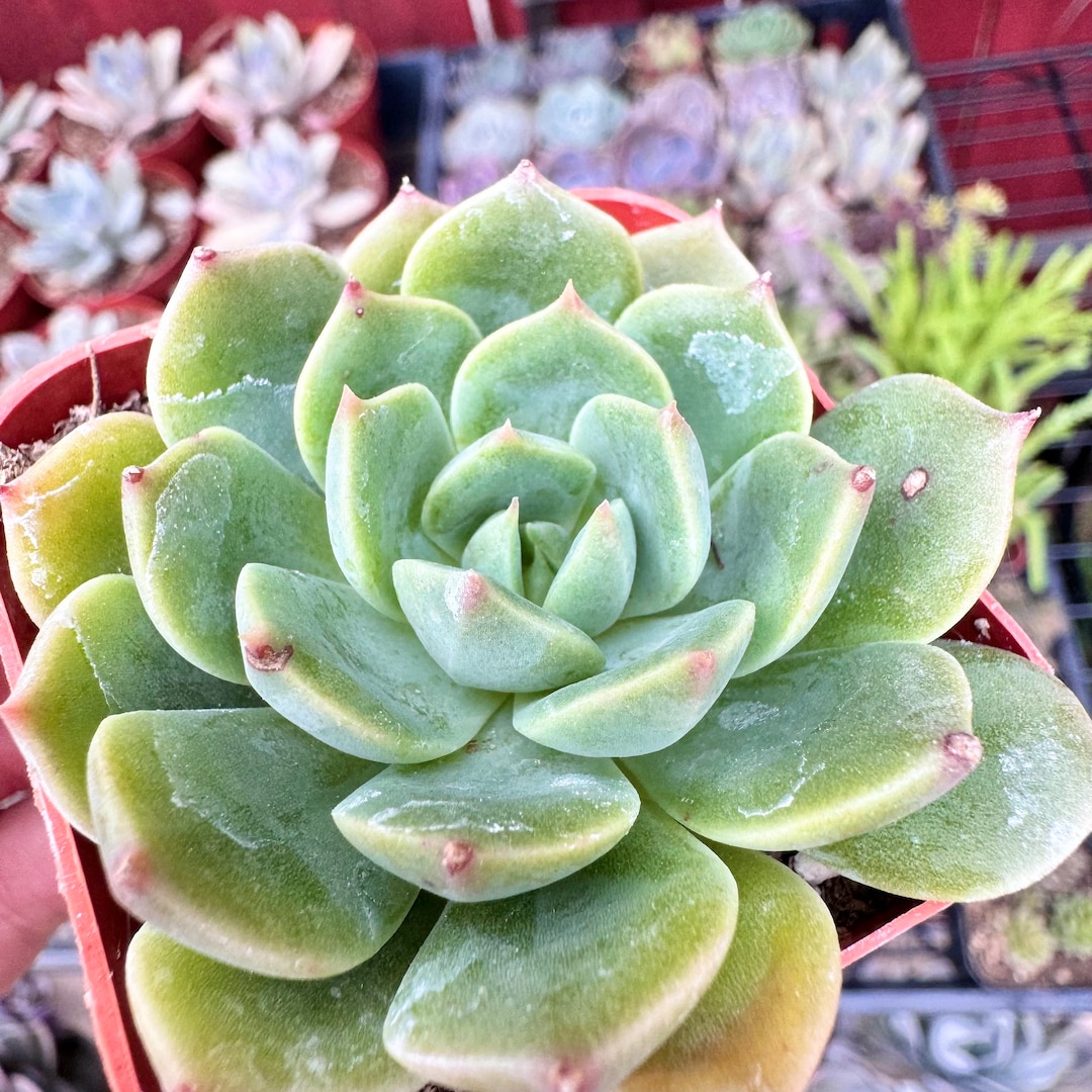 Echeveria Elfstone - Etsy