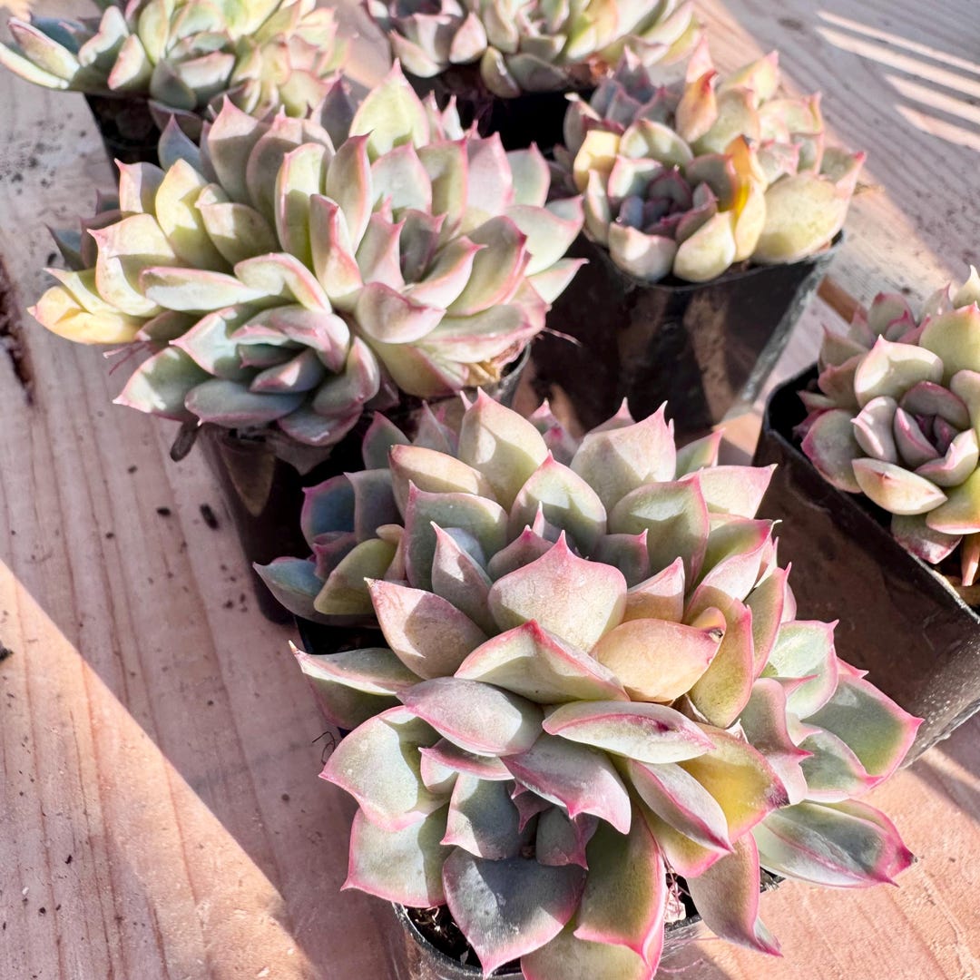 Clusters: Echeveria Hercules Succulent (exact Plants, 2” Pots) - Pink ...