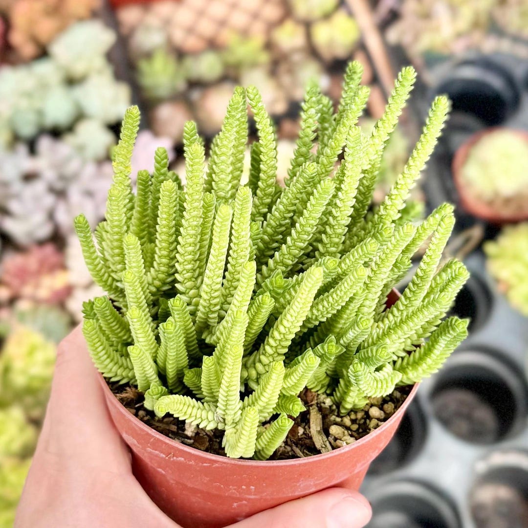 Crassula Mucosa Imperialis “giant Watch Chain” | Live Succulent Plant ...