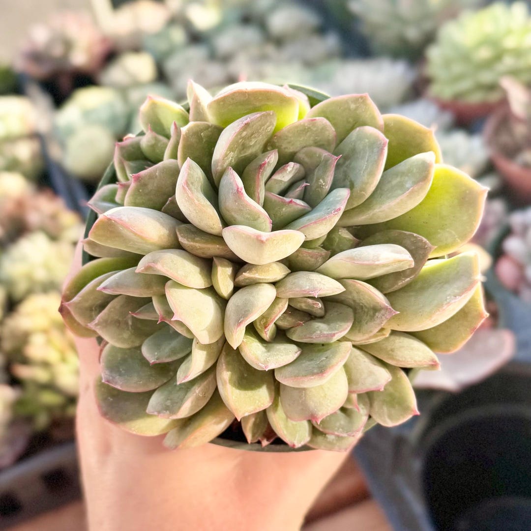Echeveria Hercules Succulent | Exact Cluster 4” Pot | Blue Green Leaves ...