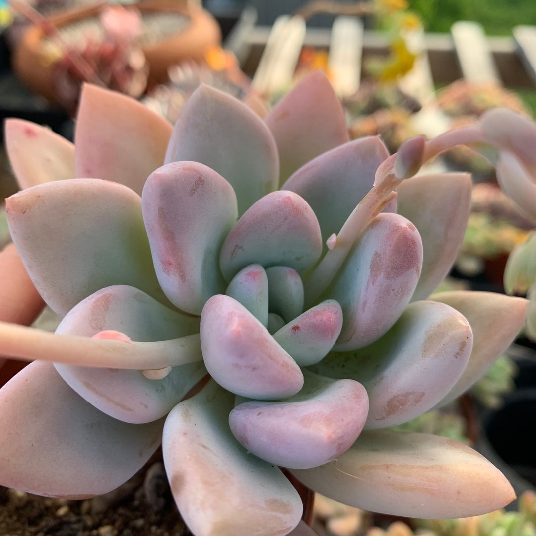 Graptoveria Opalina - Etsy
