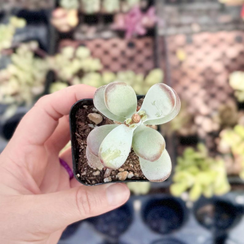 Cotyledon Orbiculata “ping Pong” Succulent | Gray Round Leaves | Live ...