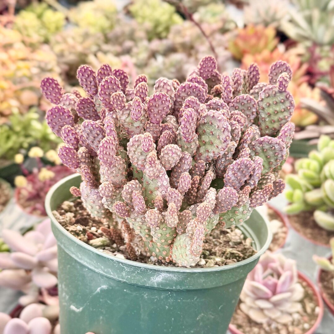 Opuntia Rufida Minima Cactus | Mini Cinnamon Cactus Prickly Pear | Live ...