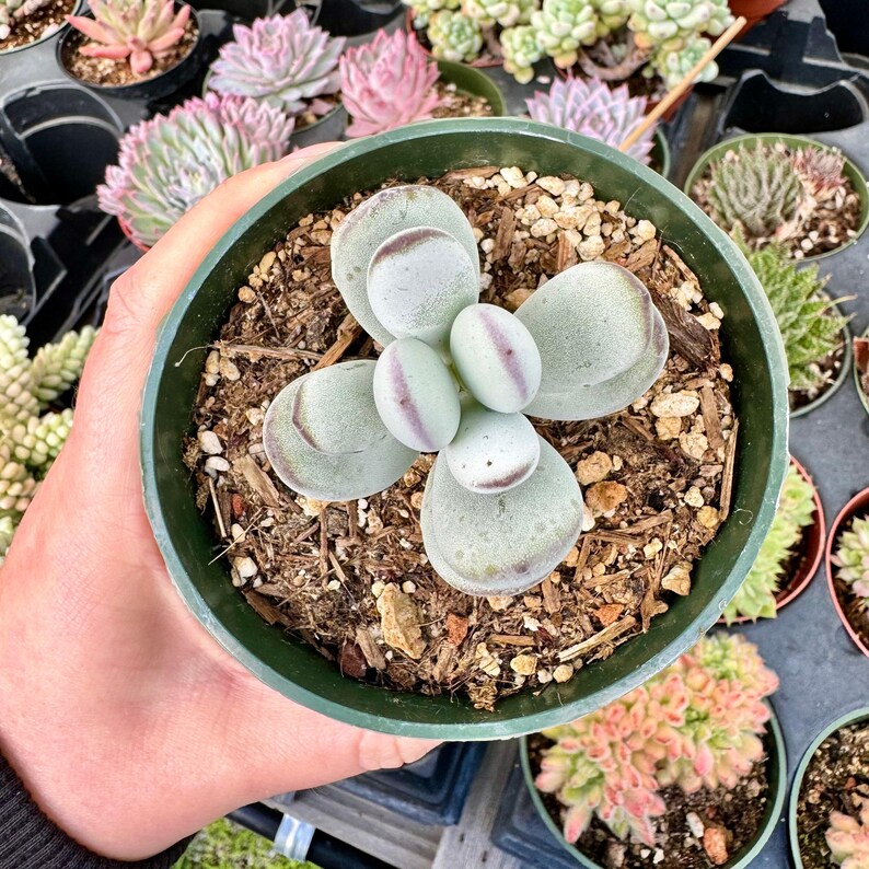 Cotyledon Orbiculata “ping Pong” Succulent | Gray Round Leaves | Live ...