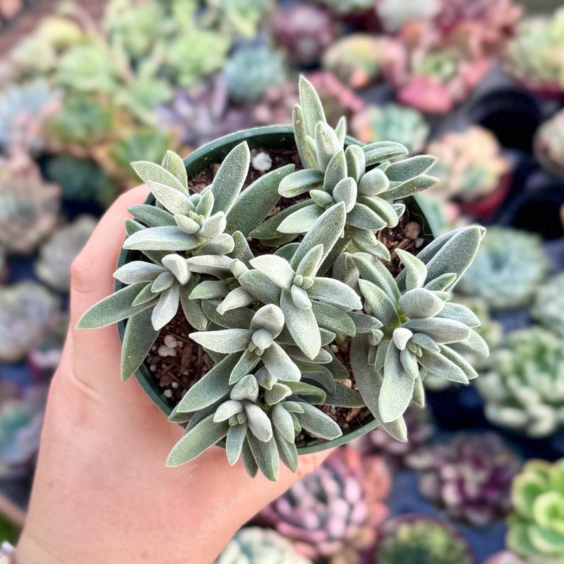 Crassula Mesembryanthemoides 'tenelli' Succulent | Silvery Fuzzy ...