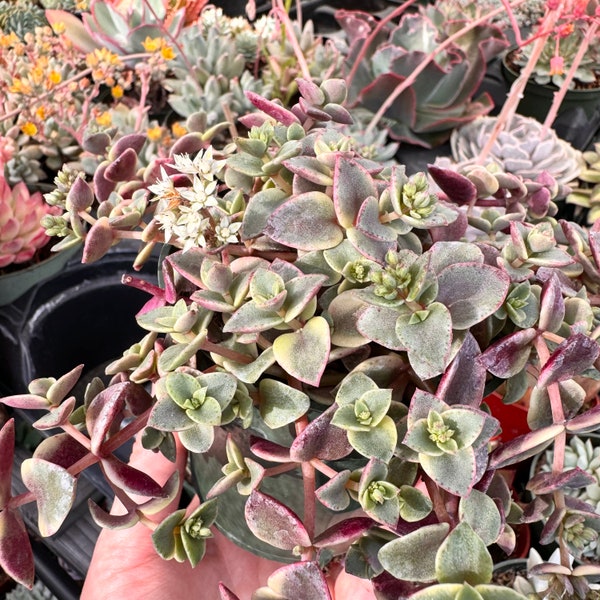 Trailing Succulents - Etsy