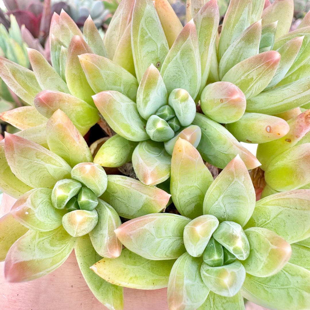 Pachyphytum Compactum “little Jewel” Succulent | Faceted Blue Green ...