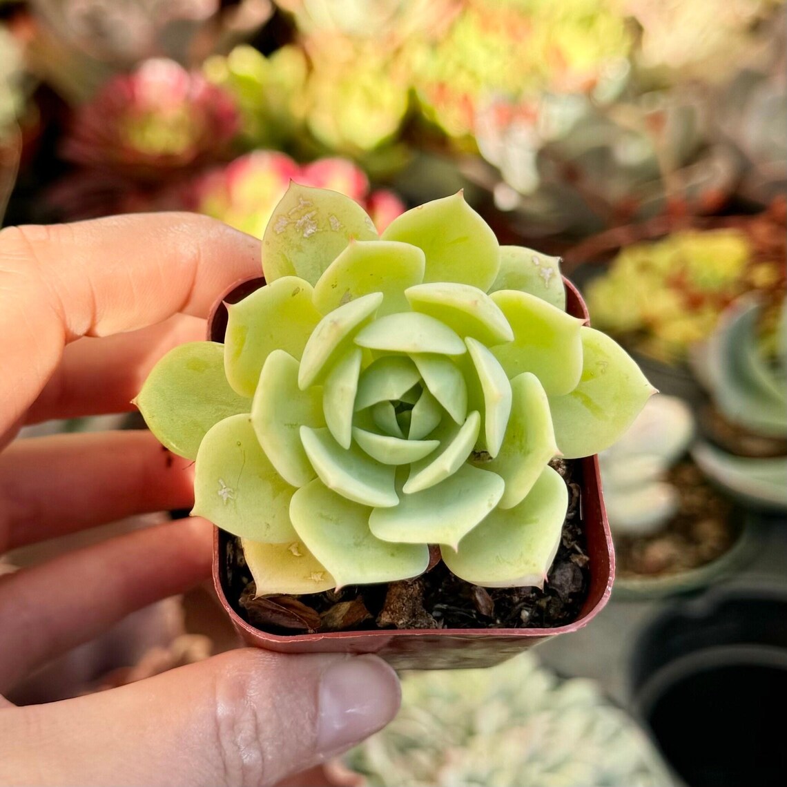 Echeveria Green Abalone | Live Succulent Plant - Etsy