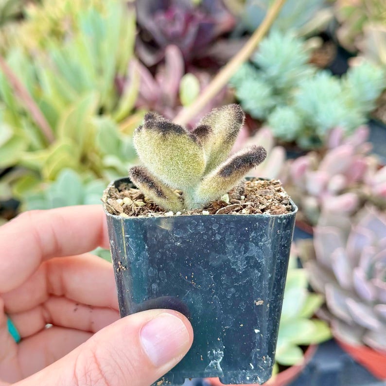 Kalanchoe Tomentosa “teddy Bear” Succulent | Fuzzy Brown & Black Leaves ...