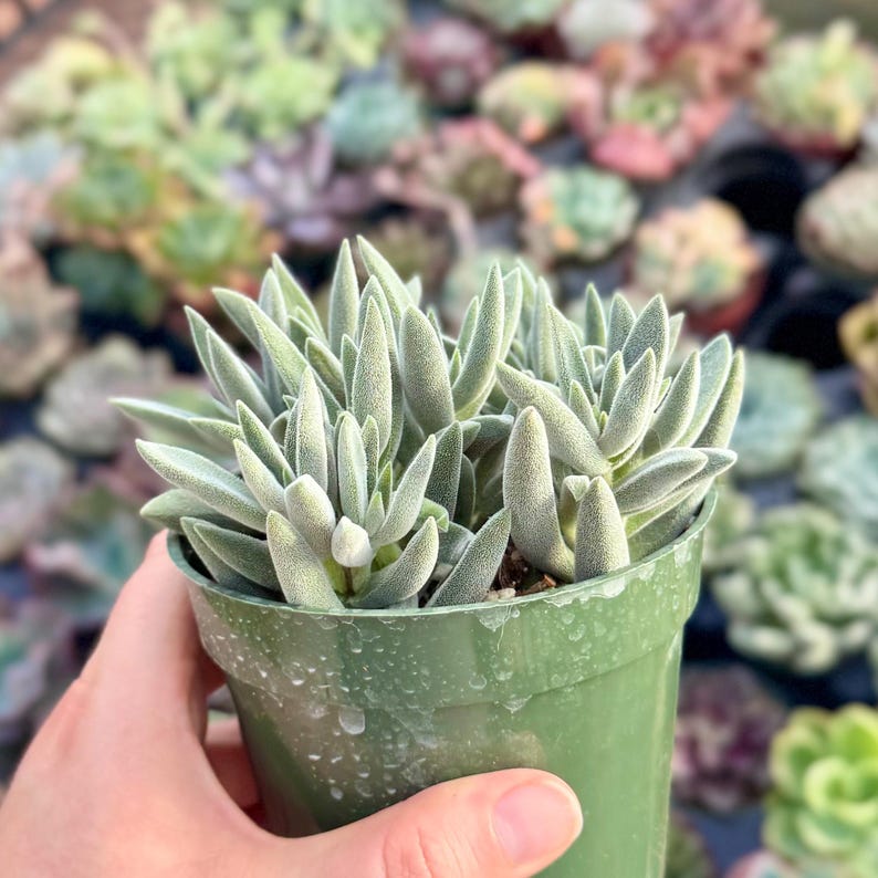 Crassula Mesembryanthemoides 'tenelli' Succulent | Silvery Fuzzy ...