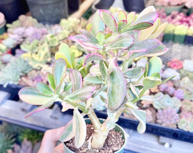 Large Variegated Crassula Ovata Bonsai “variegated Jade Plant” (exact ...