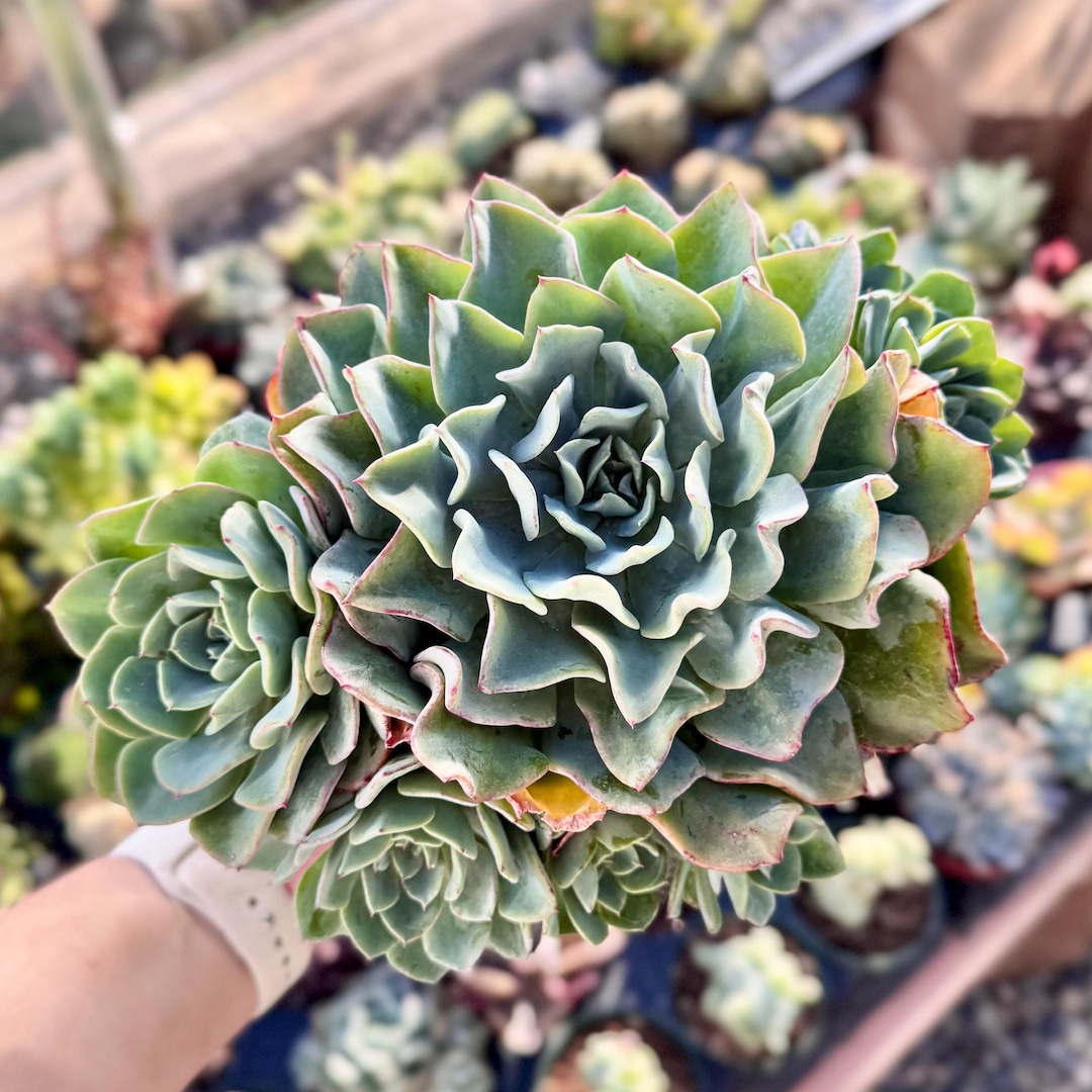 Echeveria Atlantis "peaches & Cream" Succulent | Blue Green Rosette ...