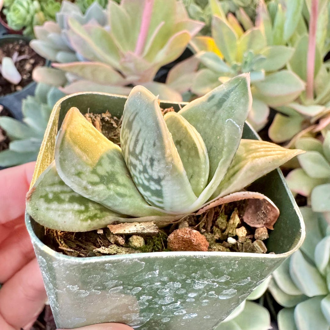 Gasteria Little Warty - Live Succulent Plant With Pink Blooms - Etsy