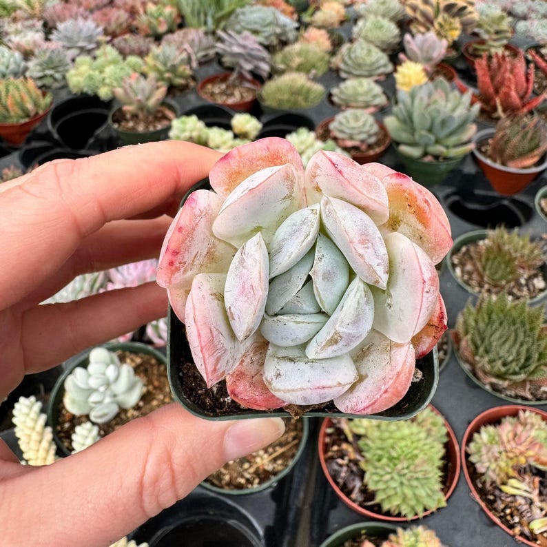Echeveria "giant" Elegans Succulent | Pastel Blue & Pink Rosettes ...