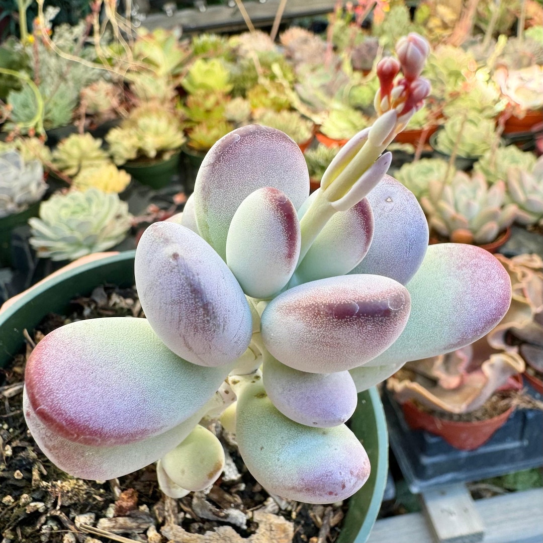 Cotyledon Orbiculata “ping Pong” Succulent | Gray Round Leaves | Live ...