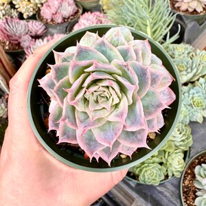 Rare Echeveria Rose Queen | Live Succulent Plant - Etsy