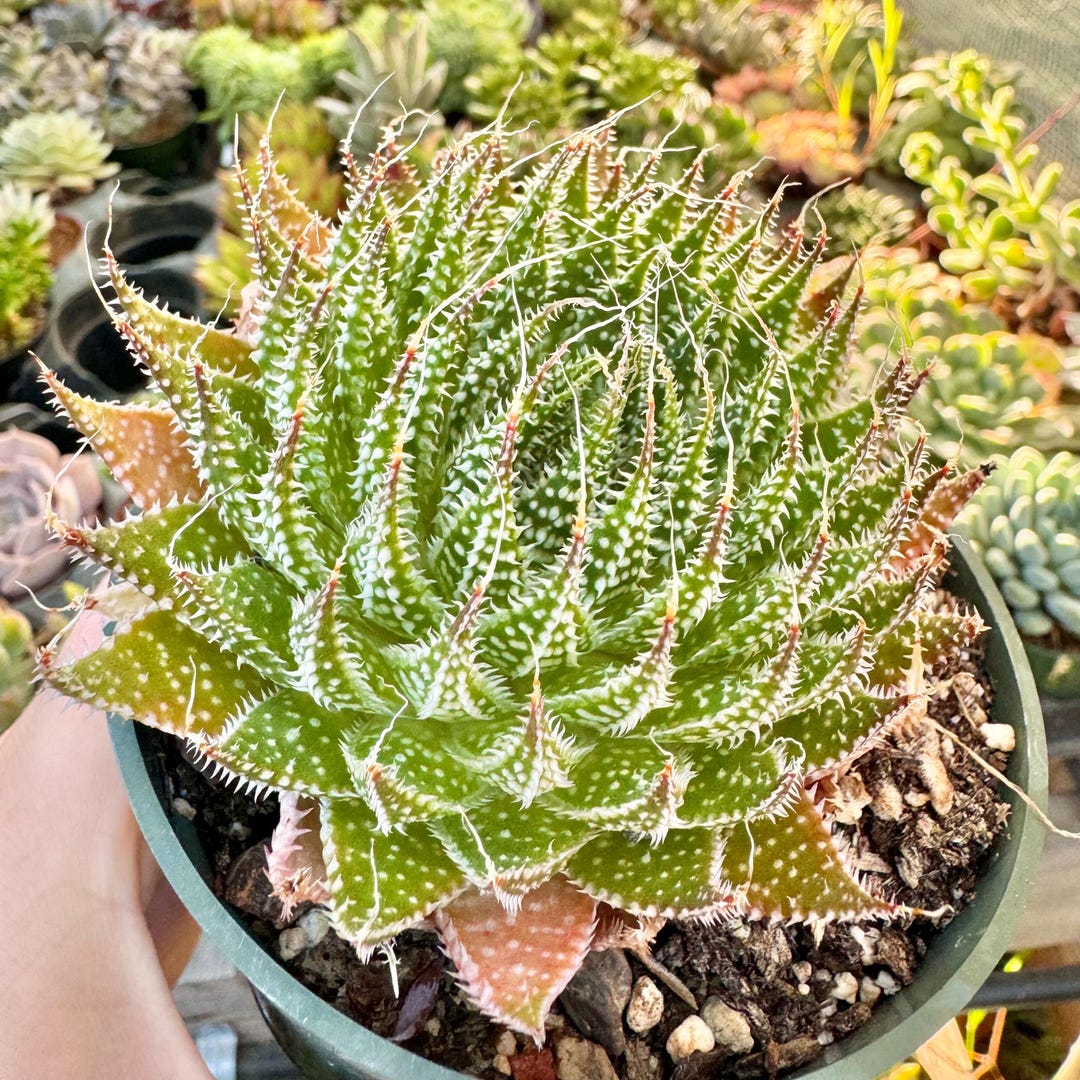 Aloe Aristata “lace Aloe” - Beautiful Green and White Fringed Live ...