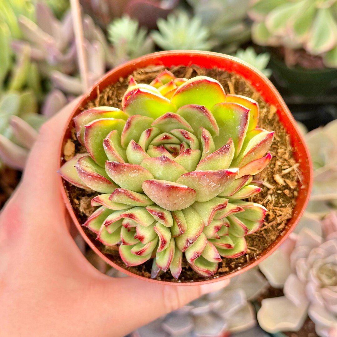 Cluster: Echeveria Puli-lindsayana (exact Plant, 2” Pot) - Beautiful ...