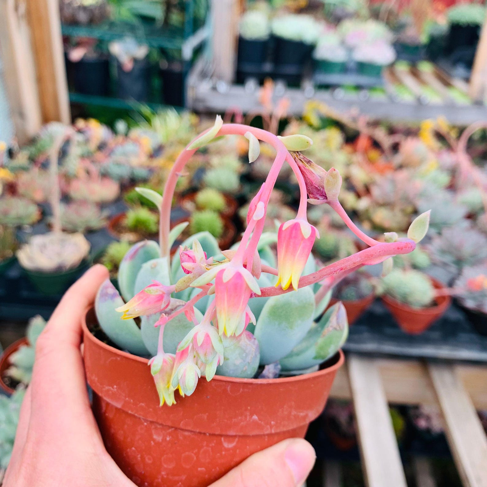 Echeveria "giant" Elegans Succulent | Pastel Blue & Pink Rosettes ...