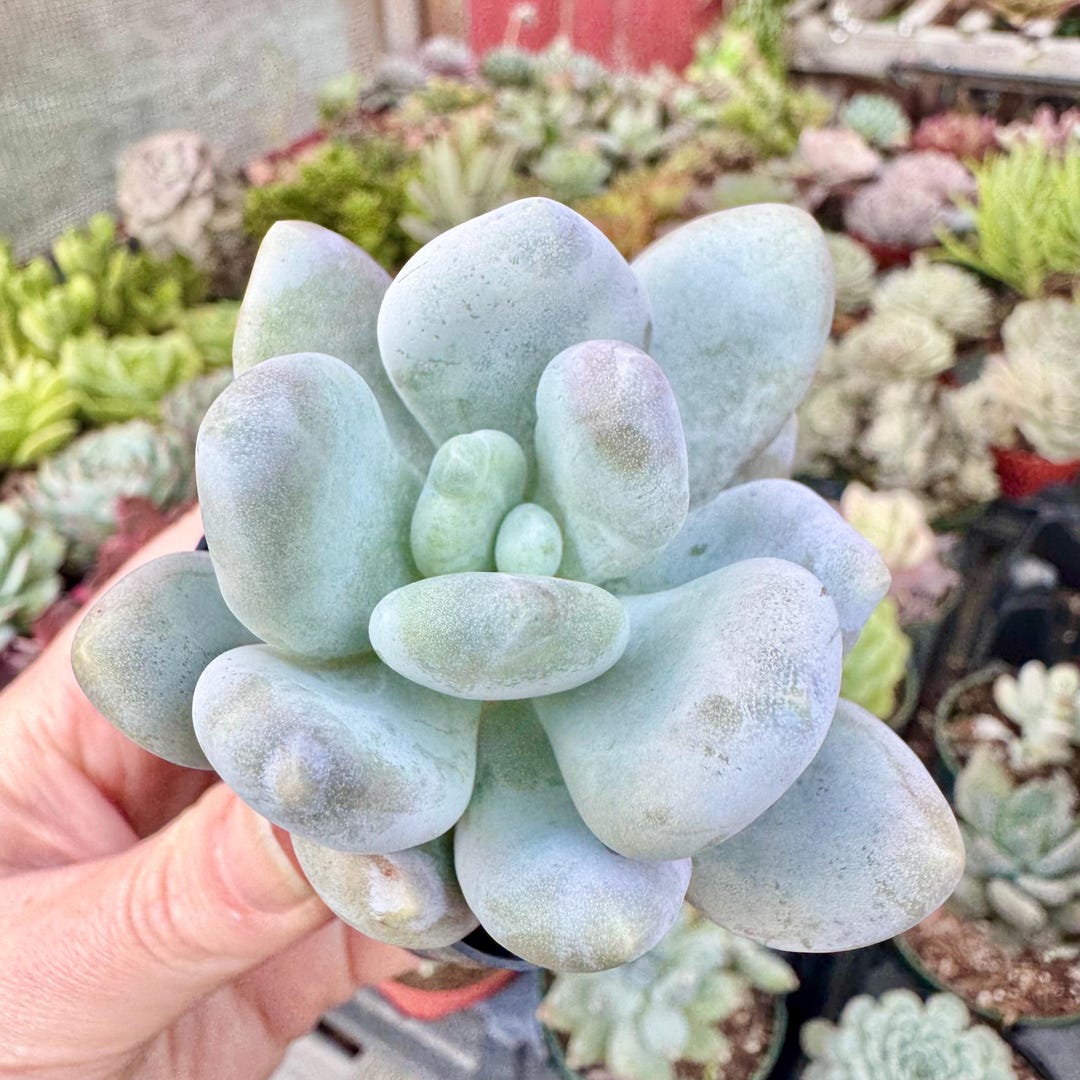 Mutated Pachyphytum Oviferum “moonstone” Monstrose - Etsy