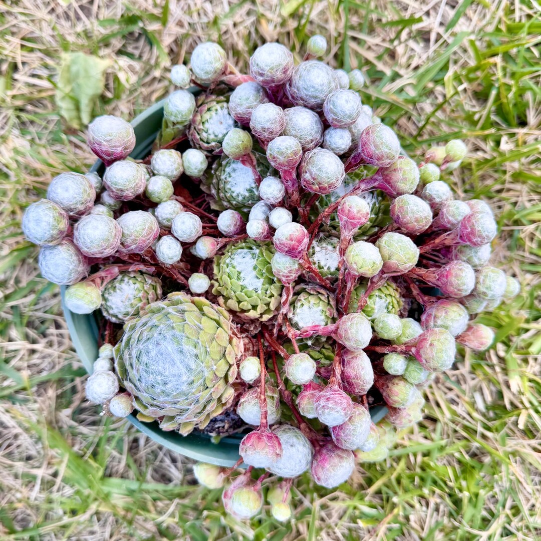 Sempervivum Arachnoideum - Spider Web Hens & Chicks - Etsy