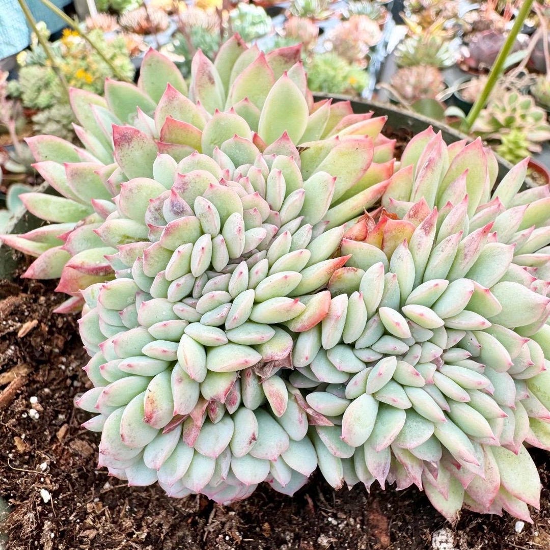 Crested Echeveria Apus - Rare, Unique Live Succulent Plant - Etsy