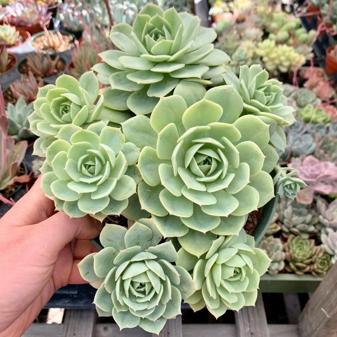 Echeveria Green Abalone | Live Succulent Plant - Etsy