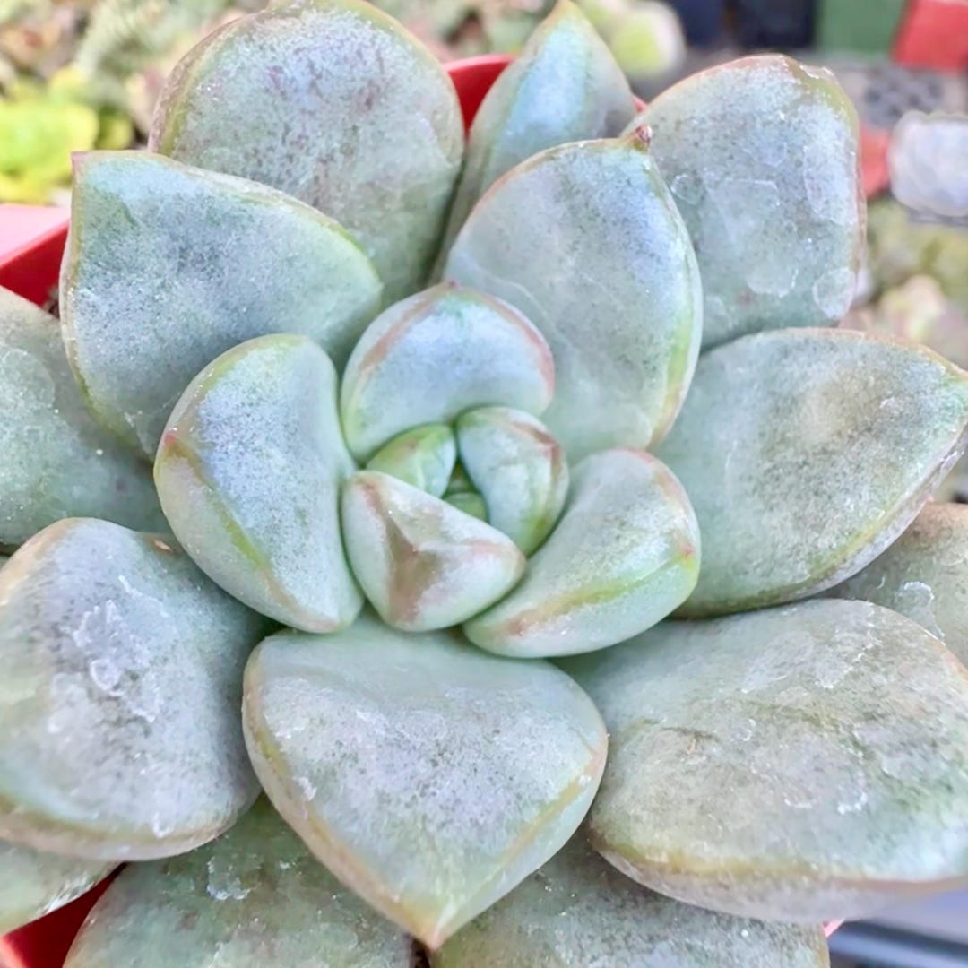 Graptoveria Amethorum - Chubby Live Succulent Plant - Etsy