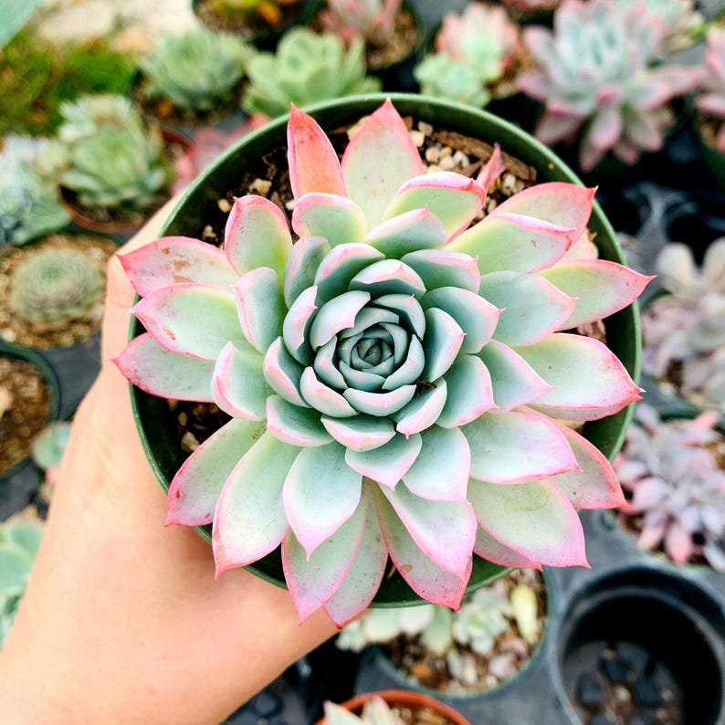 Echeveria Violet Queen Succulent | Blue Pink Purple Rosette | Live ...