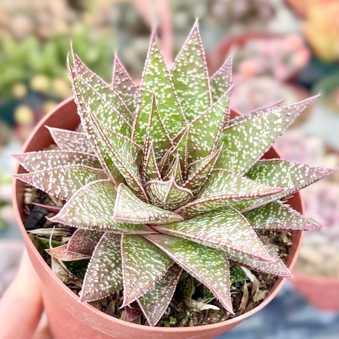 Gasteraloe Flow | Live Succulent Plant - Etsy
