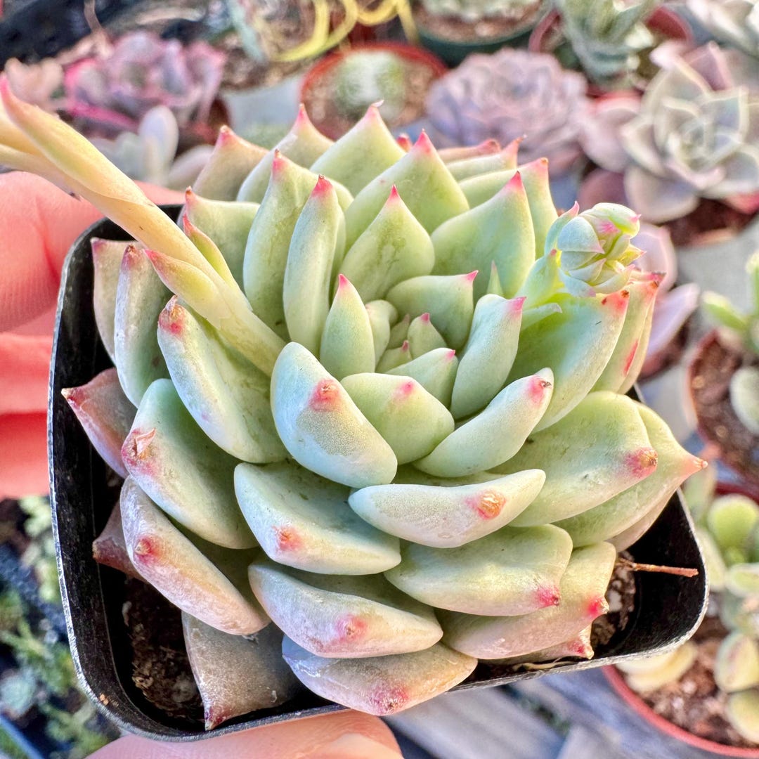 Echeveria Tippy - Blue Live Succulent Plant - Etsy