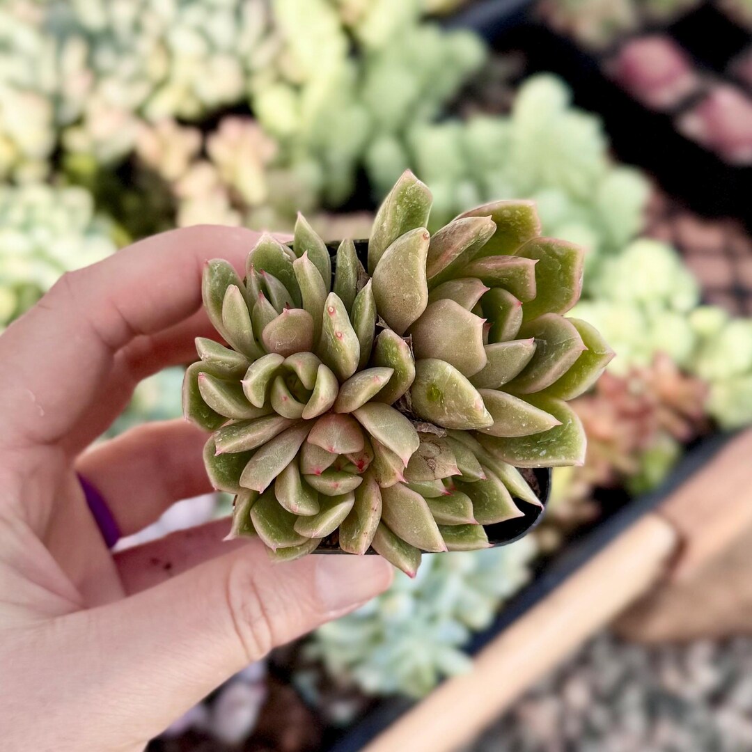 Cluster: Graptoveria Olivia (exact Plant, 2” Pot, Shipped Bare Root ...