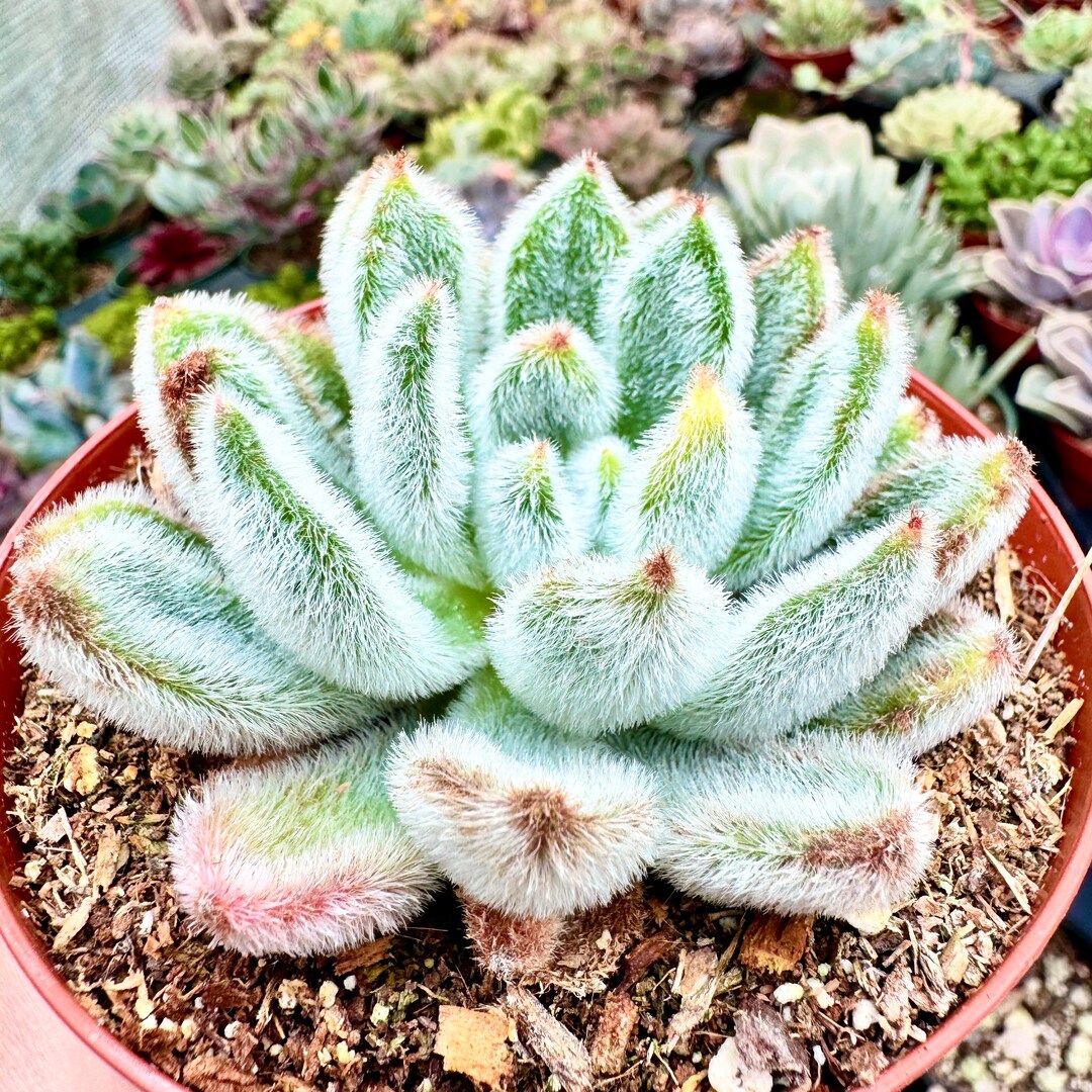 Echeveria Doris Taylor Fuzzy Furry Green Live Succulent Plant - Etsy