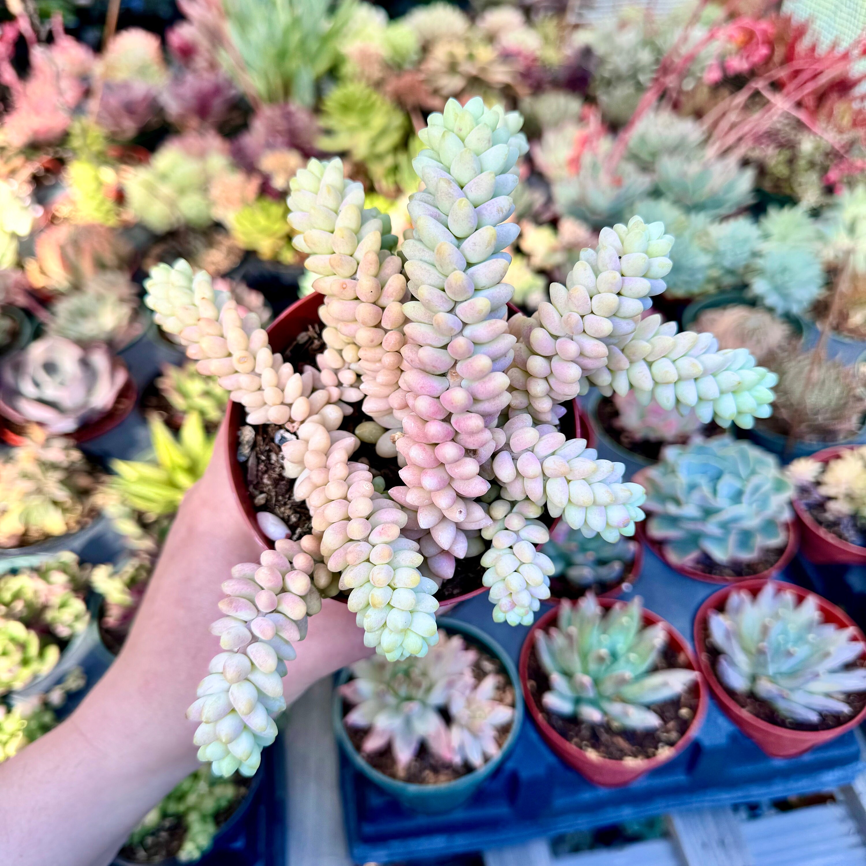 Sedum Morganianum “burro’s Tail” Succulent | Trailing Blue Green ...