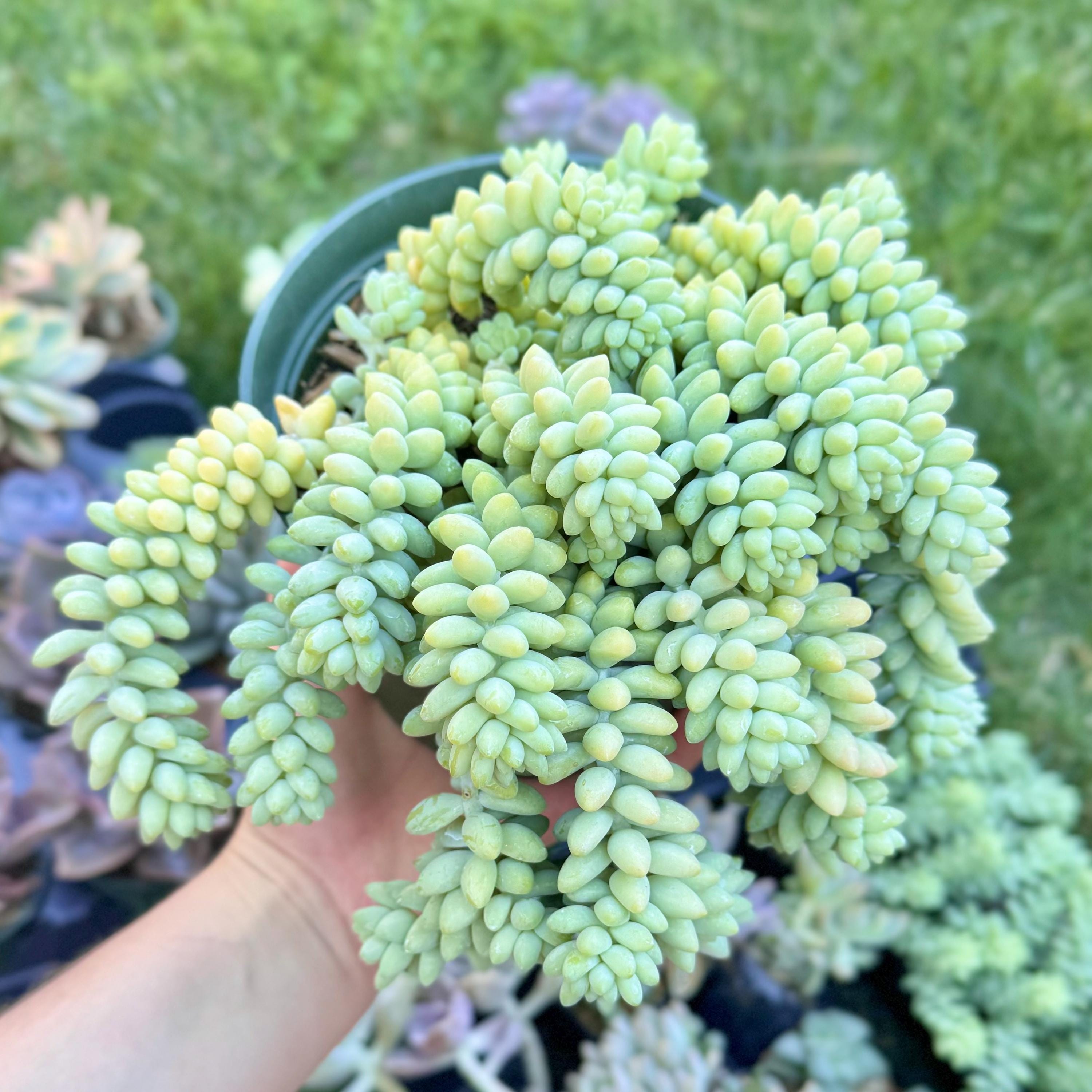 Sedum Morganianum “burro’s Tail” Succulent | Trailing Blue Green ...