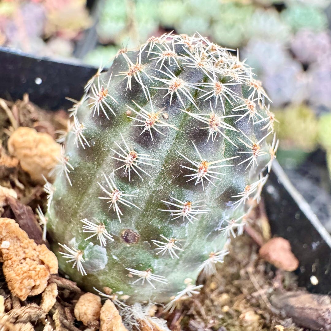 Rebutia Pygmaea - Green and Purple Mini Cactus - Etsy