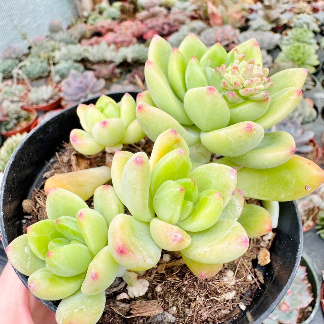 Sedum Peridot - Green and Red Live Succulent Plant - Etsy