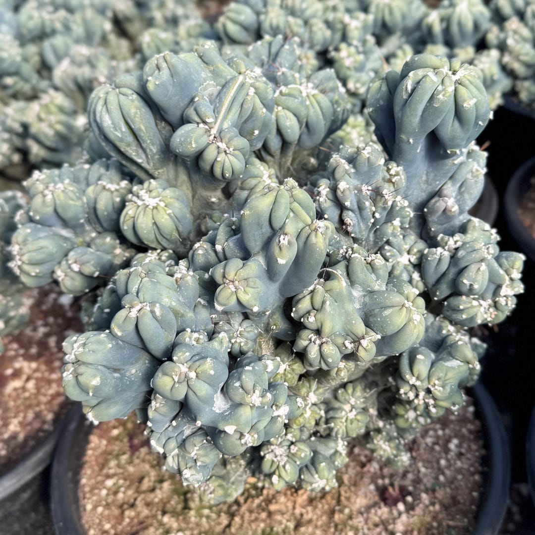 Cereus Peruvianus Monstrose - Mutated Cactus | Live Succulent Plant - Etsy