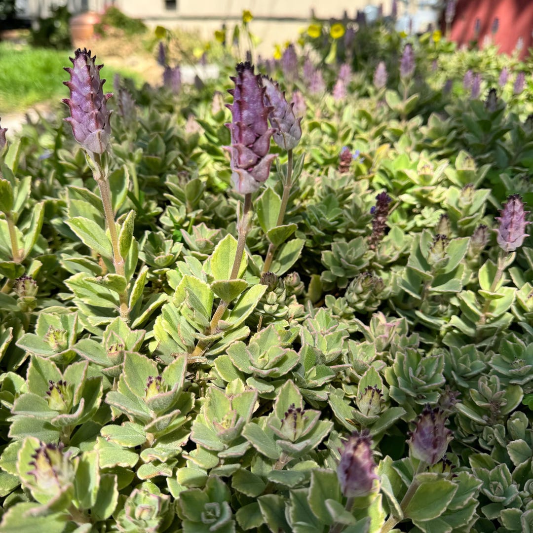 Variegated Plectranthus Neochilus "mike's Fuzzy Wuzzy" | Purple ...