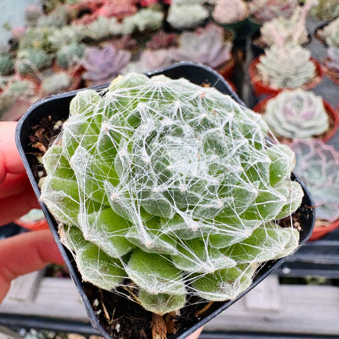 Sempervivum Arachnoideum Spider Web Succulent - Etsy
