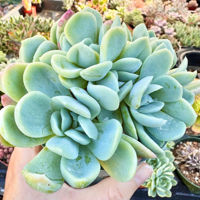 Echeveria "giant" Elegans Succulent | Pastel Blue & Pink Rosettes ...