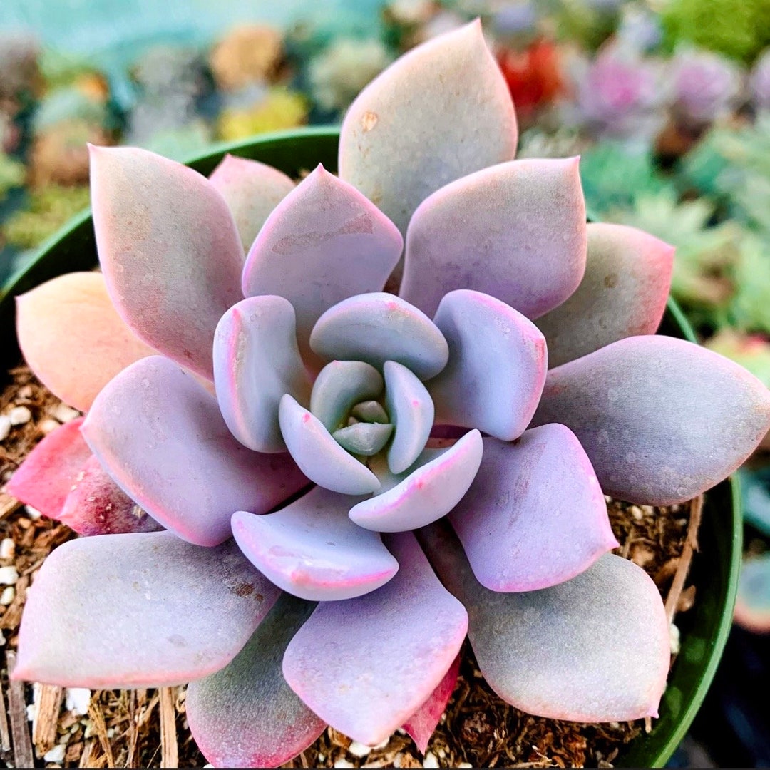 Graptoveria Debbie Succulent | Purple & Pink Rosette | Live Plant - Etsy