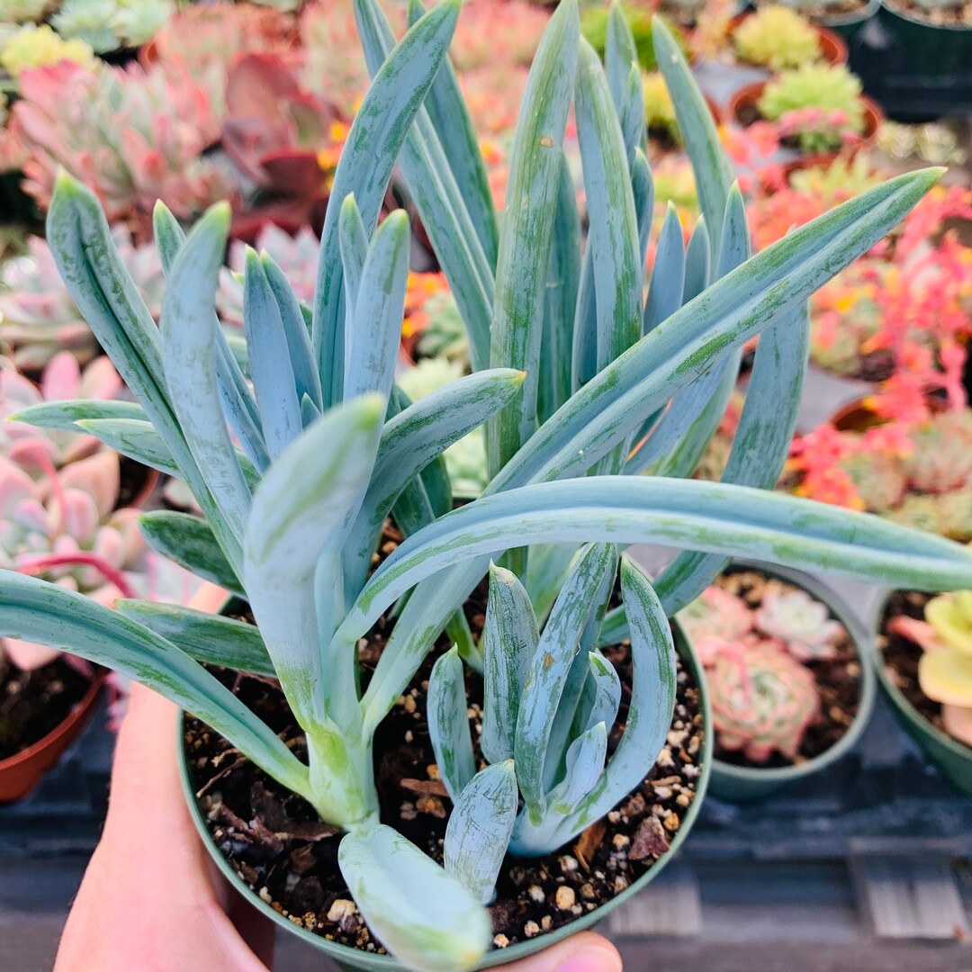 Blue Chalk Sticks - Slender Blue Live Succulent Ice Plant - Etsy