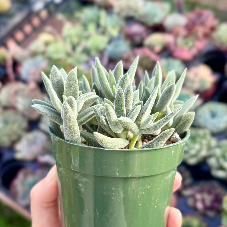 Crassula Mesembryanthemoides 'tenelli' | Live Succulent Plant - Etsy