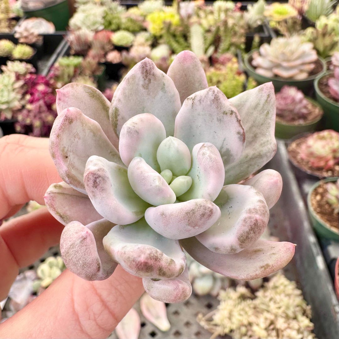 Korean Pachyphytum Rolly Polly Variegata (exact Plant) - Rare Live Pink ...