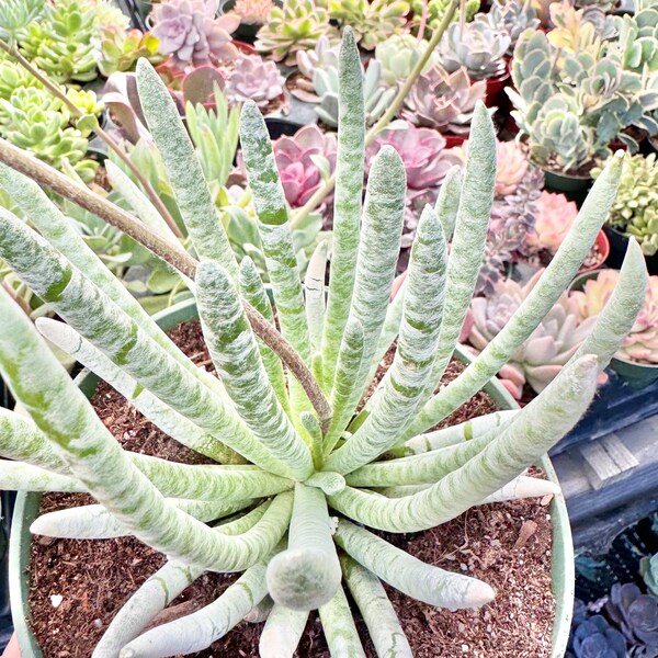 Silver Succulent - Etsy