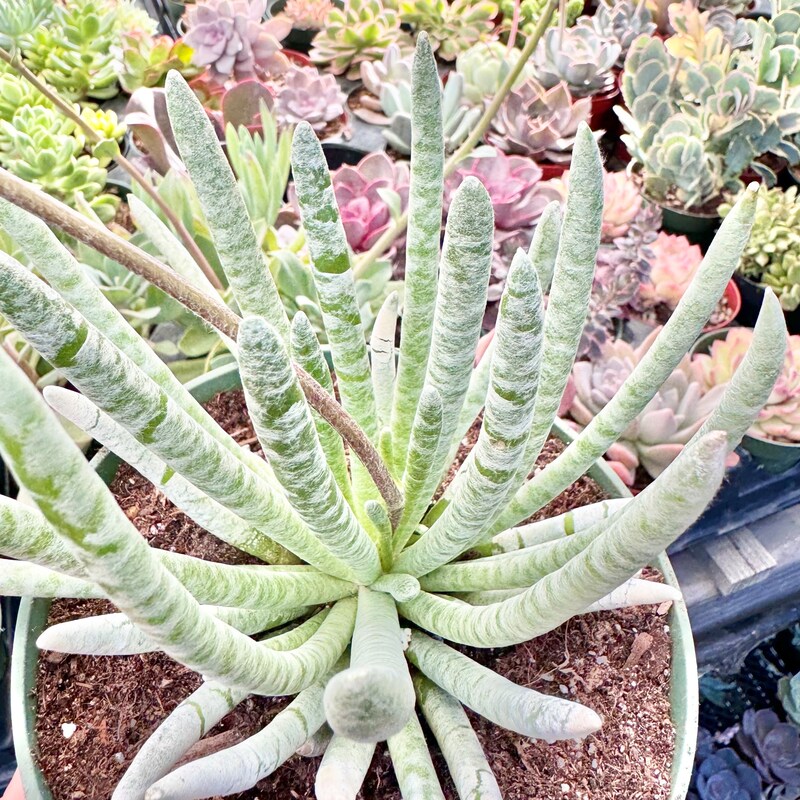 Silver Succulent - Etsy