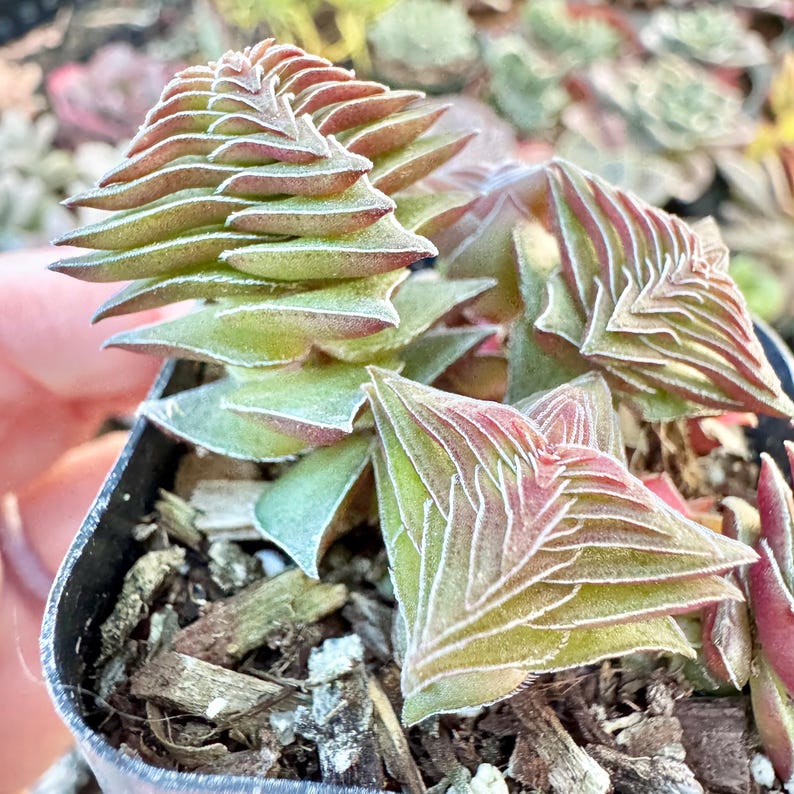 Crassula "pagoda Village" Capitella Ssp. Thyrsiflora | Mini Red & Green ...