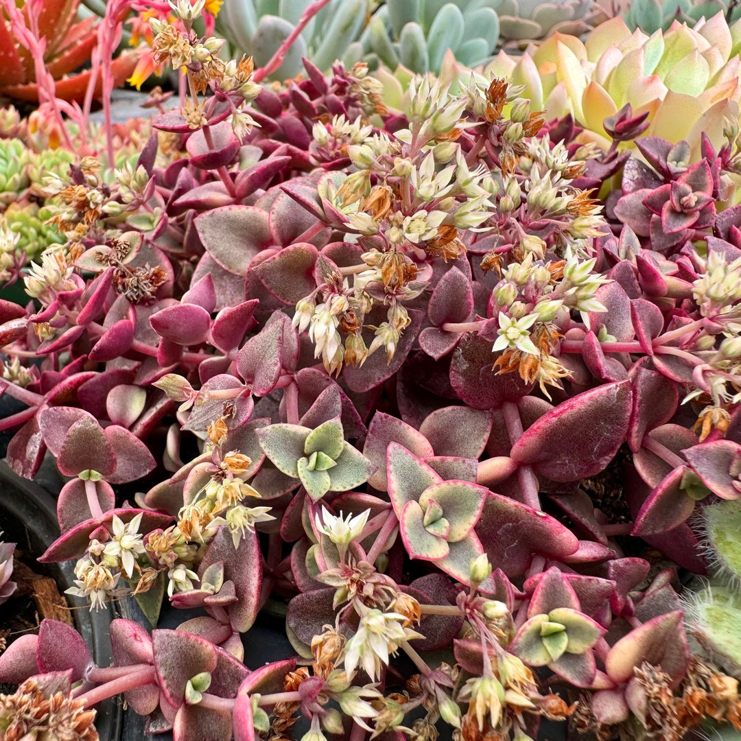 Crassula Pellucida Marginalis “rubra Variegata, Calico Kitten” - Red ...