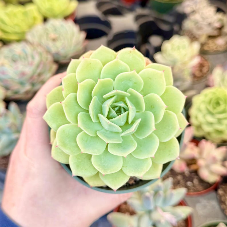 Echeveria Green Abalone | Live Succulent Plant - Etsy